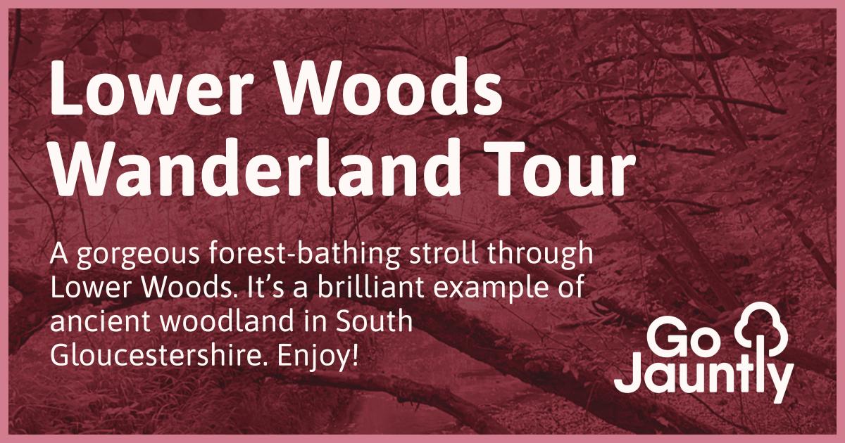 Lower Woods Wanderland Tour - Go Jauntly