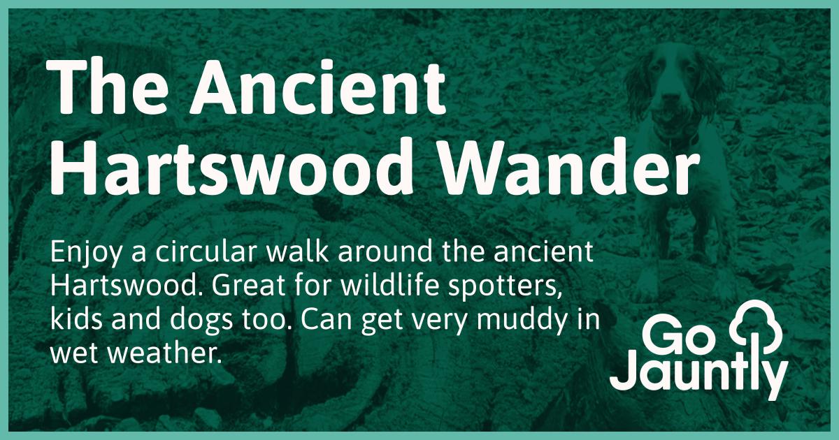 The Ancient Hartswood Wander - Go Jauntly