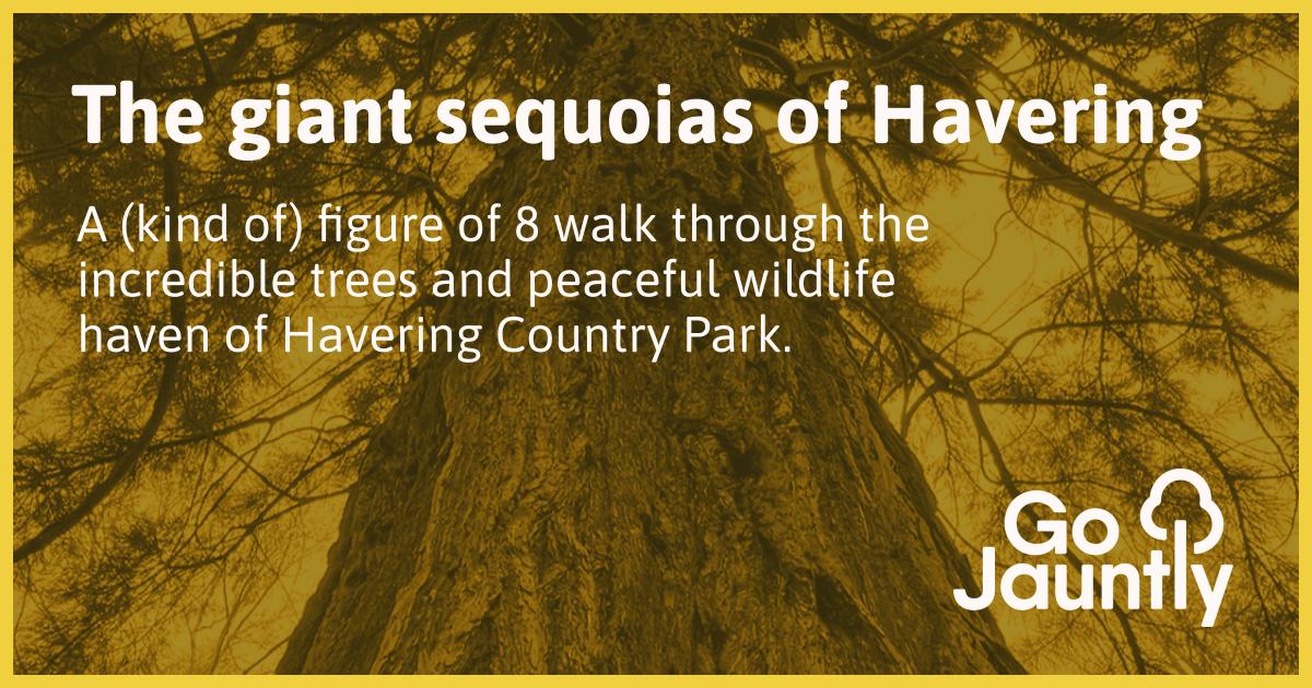 The giant sequoias of Havering - Go Jauntly